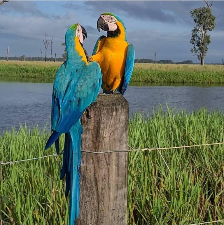 Exotic Parrots for sale - Parrots For Sale Online FromTrusted Parrot ...