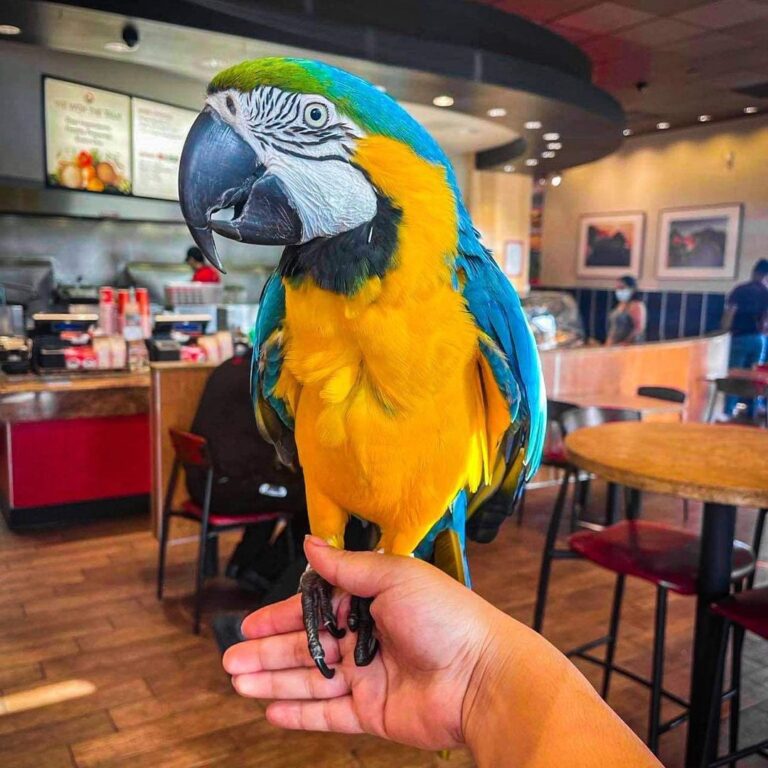 Exotic Parrots for sale - Parrots For Sale Online FromTrusted Parrot ...