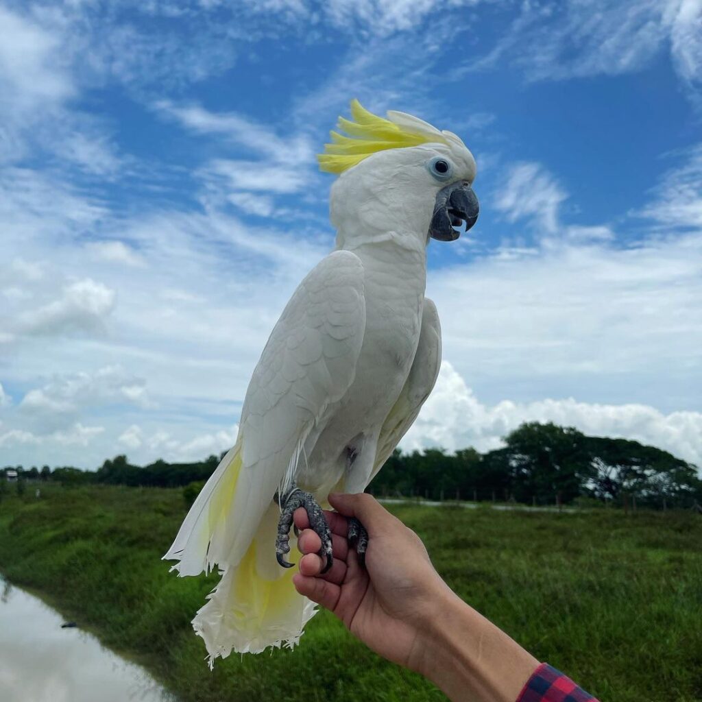 Exotic Parrots for sale - Parrots For Sale Online FromTrusted Parrot ...