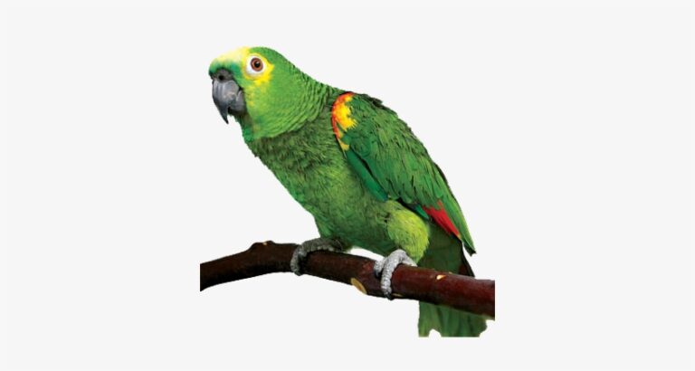 Exotic Parrots for sale - Parrots For Sale Online FromTrusted Parrot ...